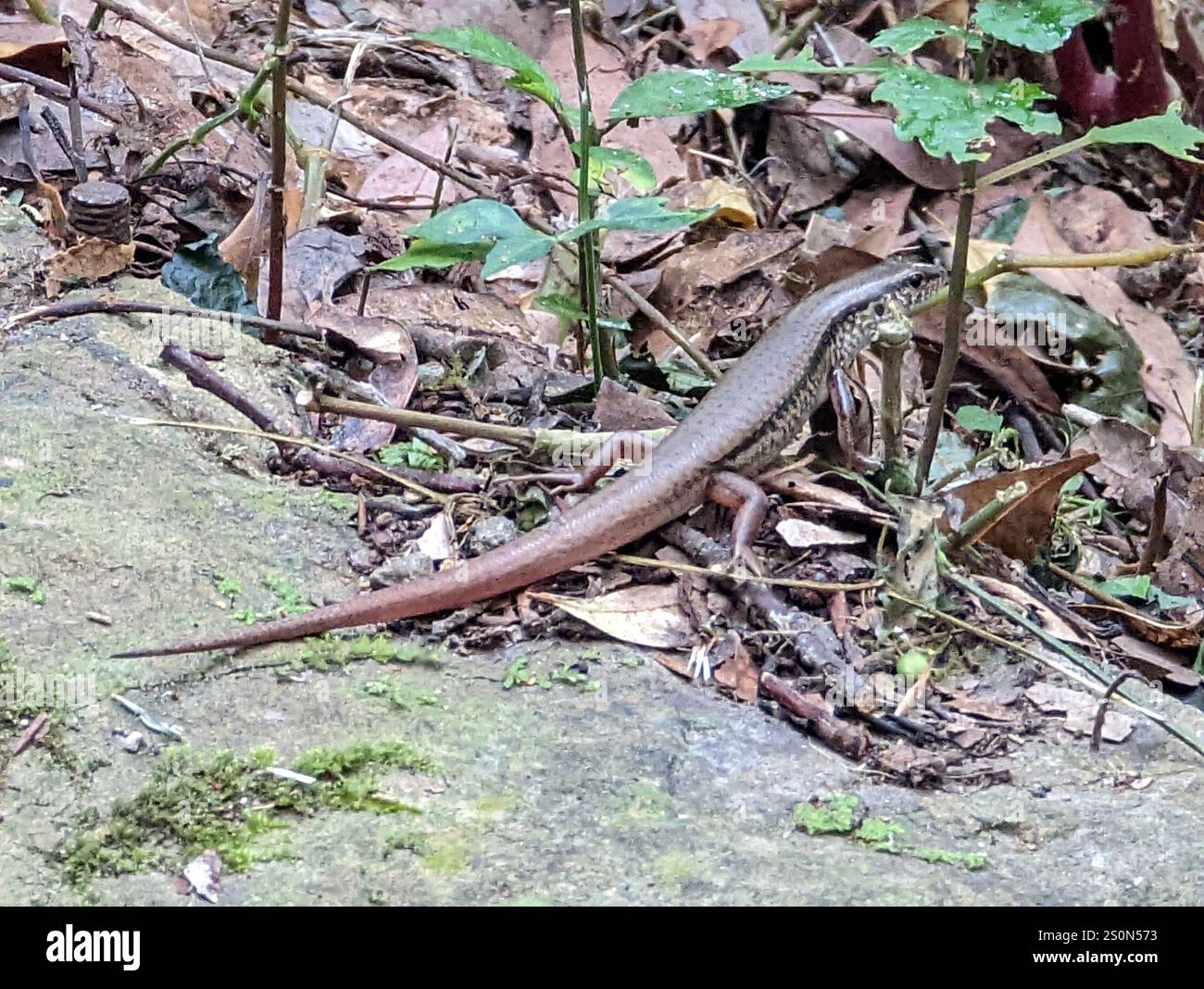 Indian Forest Skink (Sphenomorphus indicus Stock Photo - Alamy