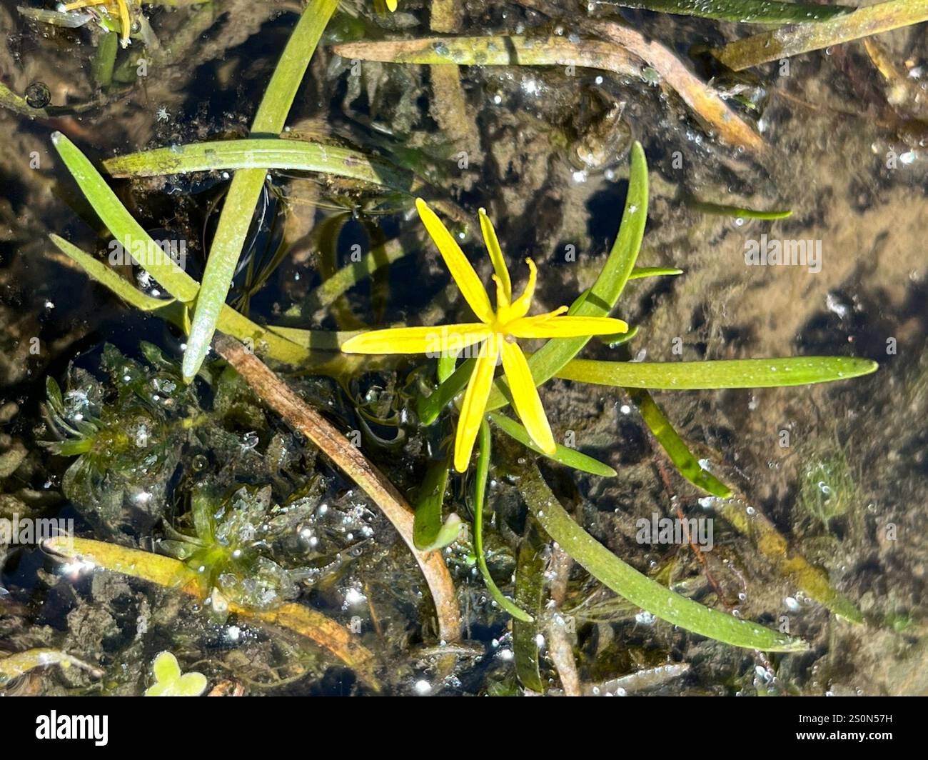 water star-grass (Heteranthera dubia Stock Photo - Alamy