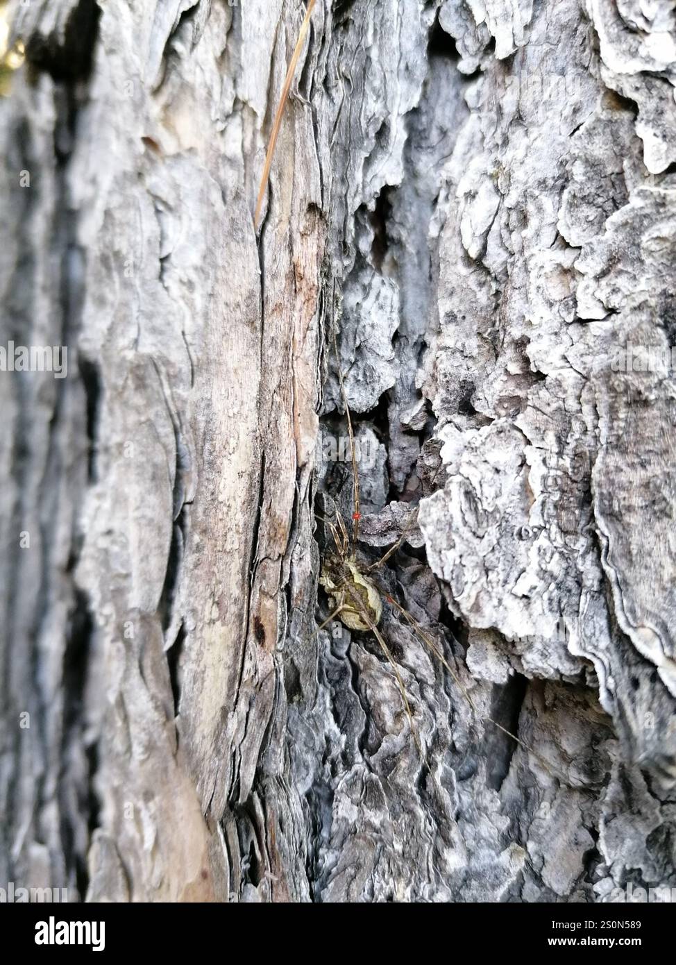 Mitopus morio hi-res stock photography and images - Alamy