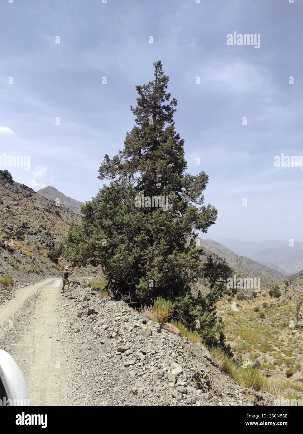 Pashtun juniper (Juniperus seravschanica Stock Photo - Alamy