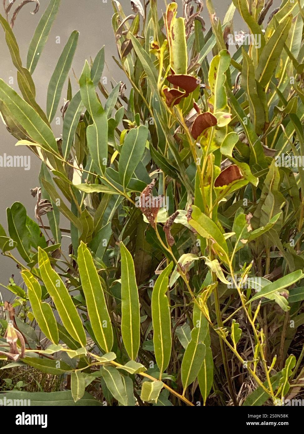 Mangrove Fern (Acrostichum speciosum Stock Photo - Alamy