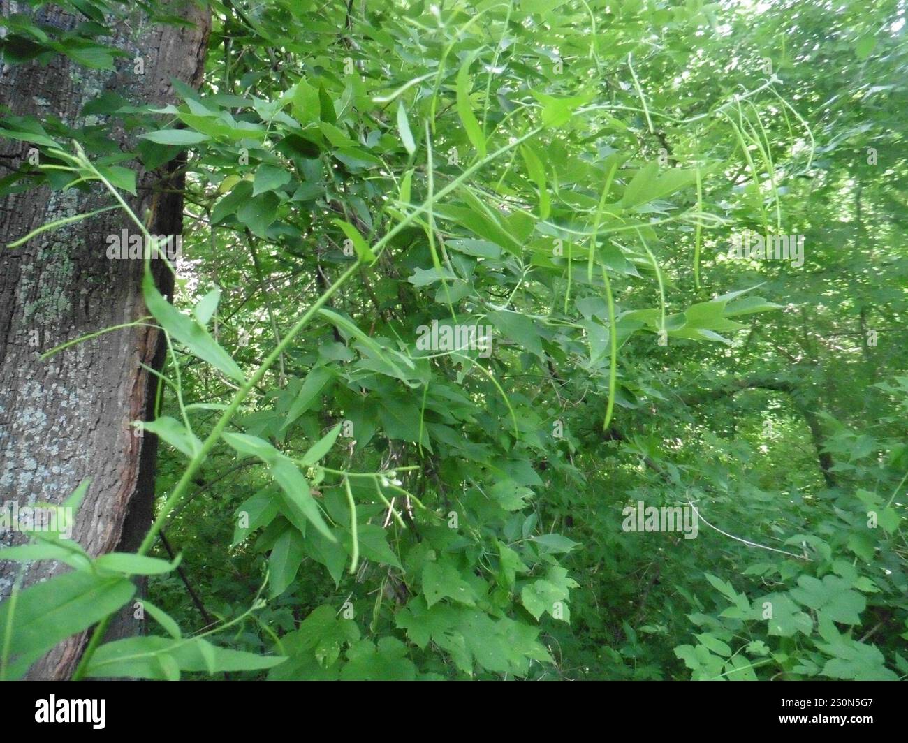 Pendulous rockcress (Catolobus pendulus Stock Photo - Alamy