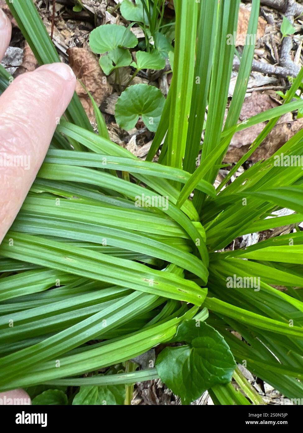 White Bear Sedge (Carex albursina Stock Photo - Alamy