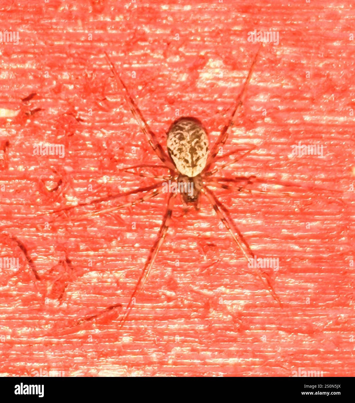 Invisible Spider (Drapetisca socialis Stock Photo - Alamy