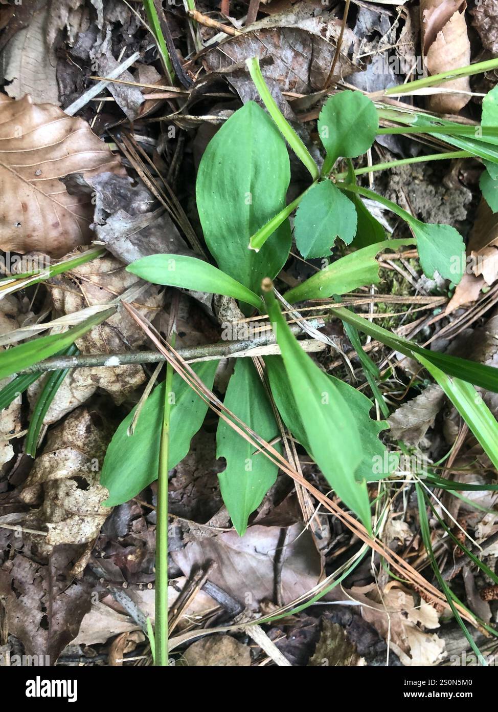 devil's bit (Chamaelirium luteum Stock Photo - Alamy