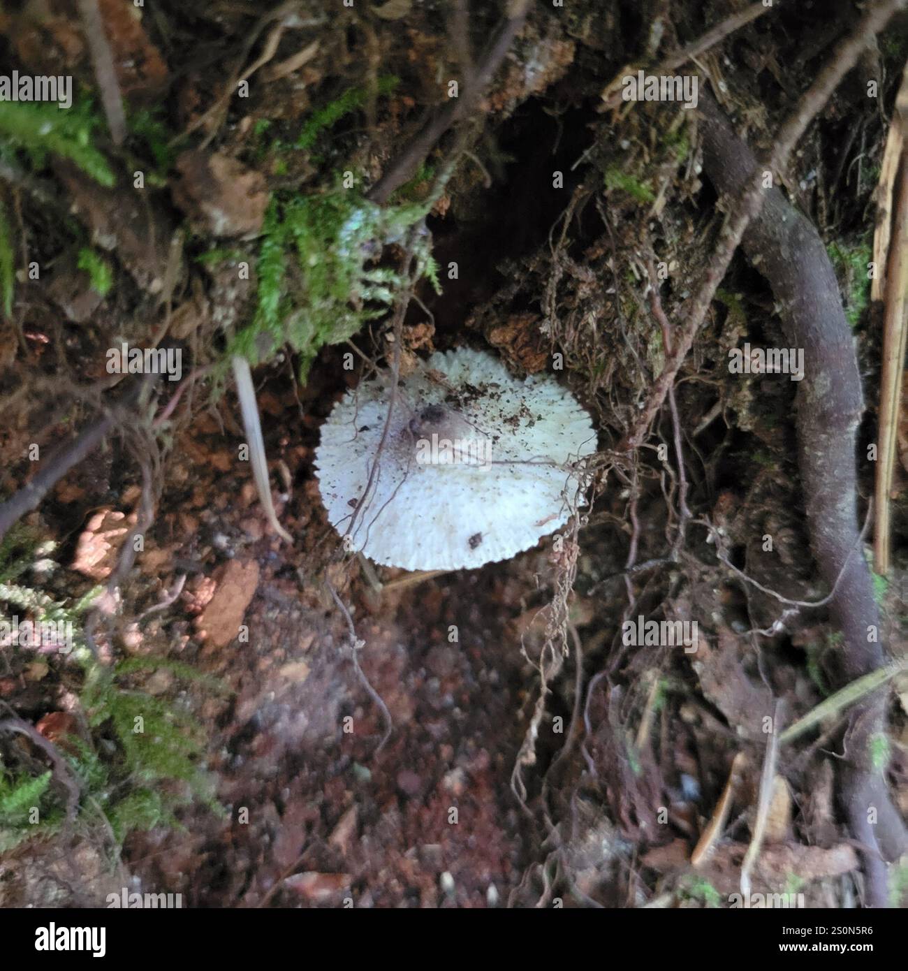 Skullcap Dapperling (Leucocoprinus brebissonii Stock Photo - Alamy