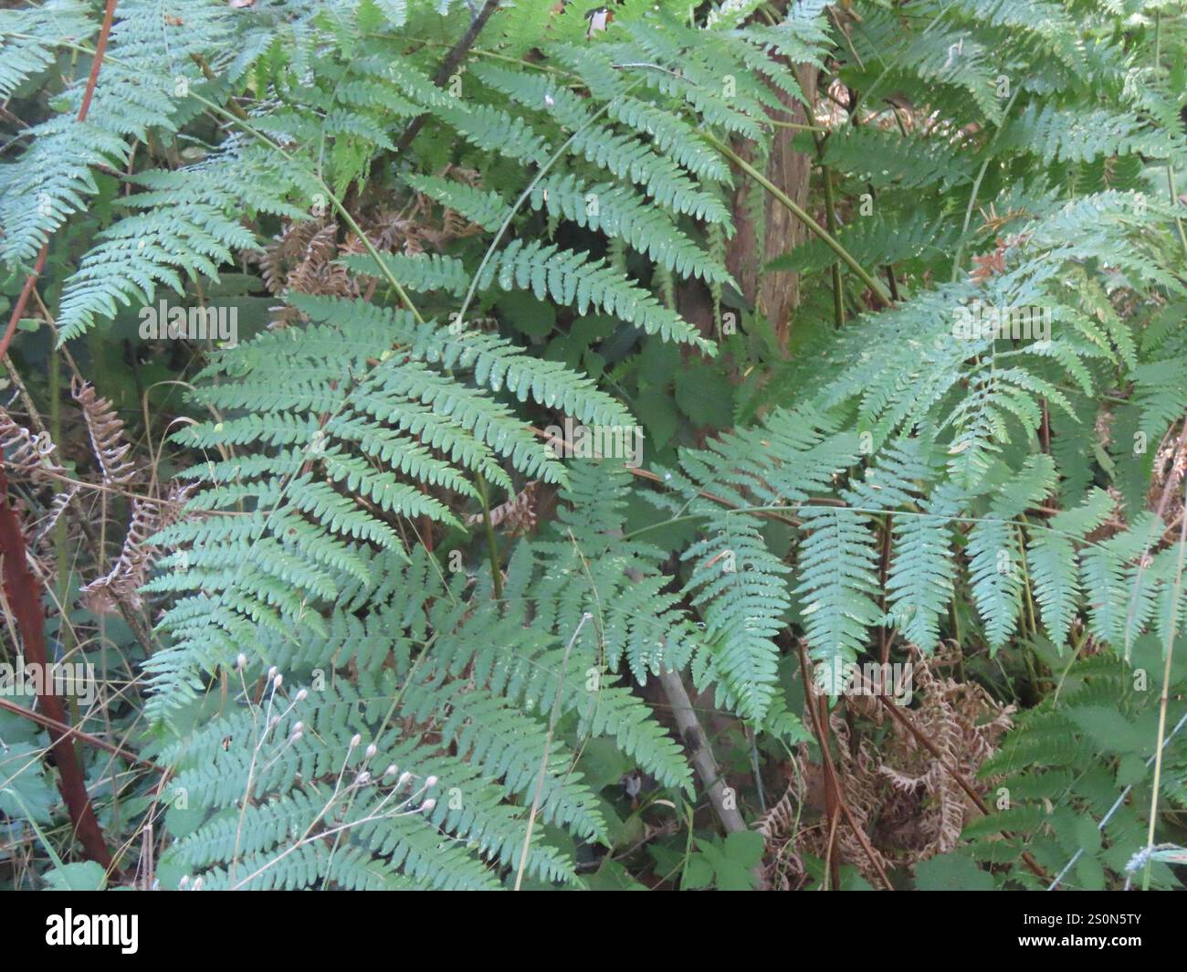 common bracken (Pteridium aquilinum Stock Photo - Alamy