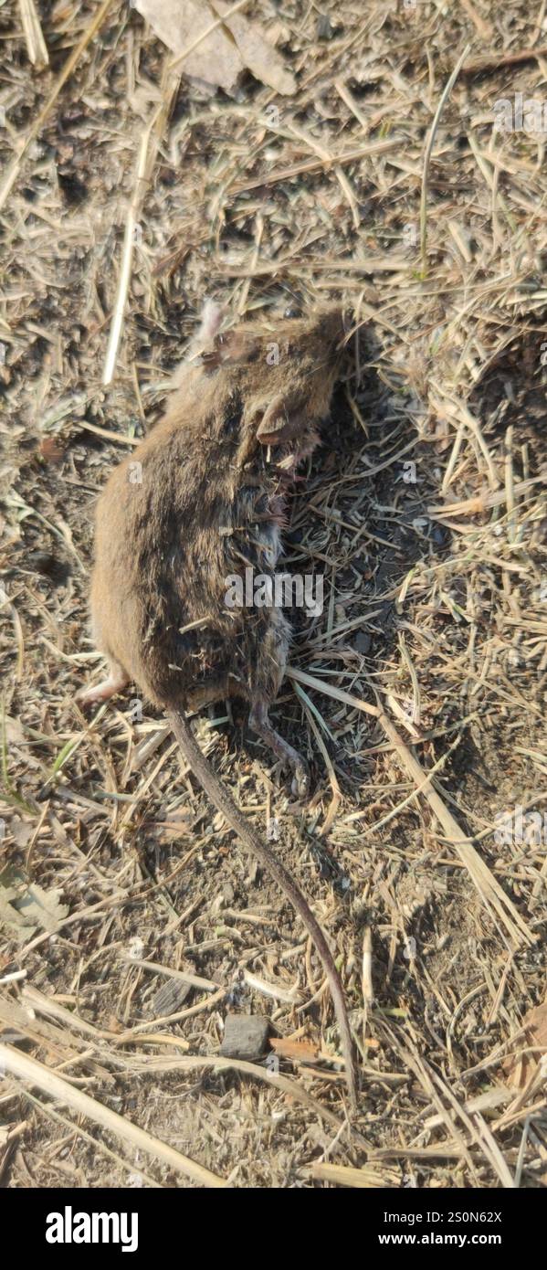 Old World Mice and Rats (Muridae Stock Photo - Alamy