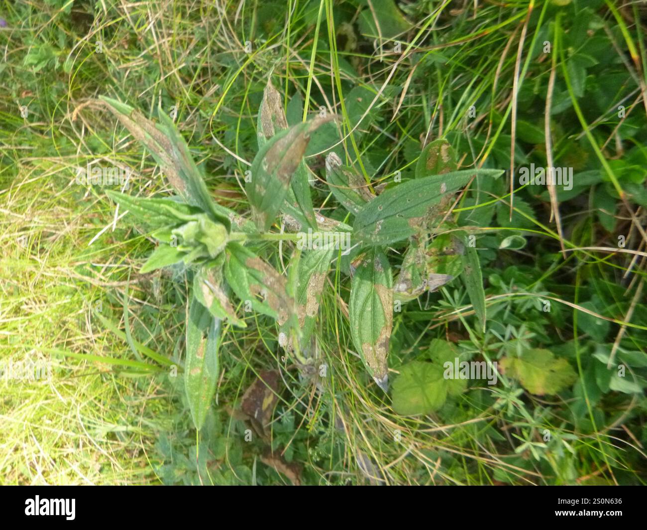 Common Gromwell (Lithospermum officinale Stock Photo - Alamy