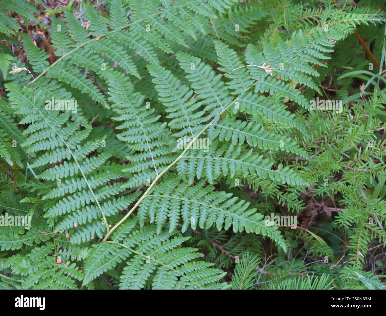 common bracken (Pteridium aquilinum Stock Photo - Alamy