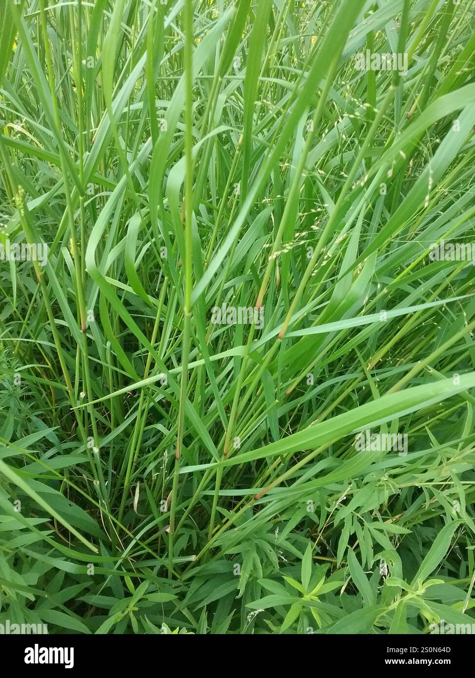 switchgrass (Panicum virgatum Stock Photo - Alamy