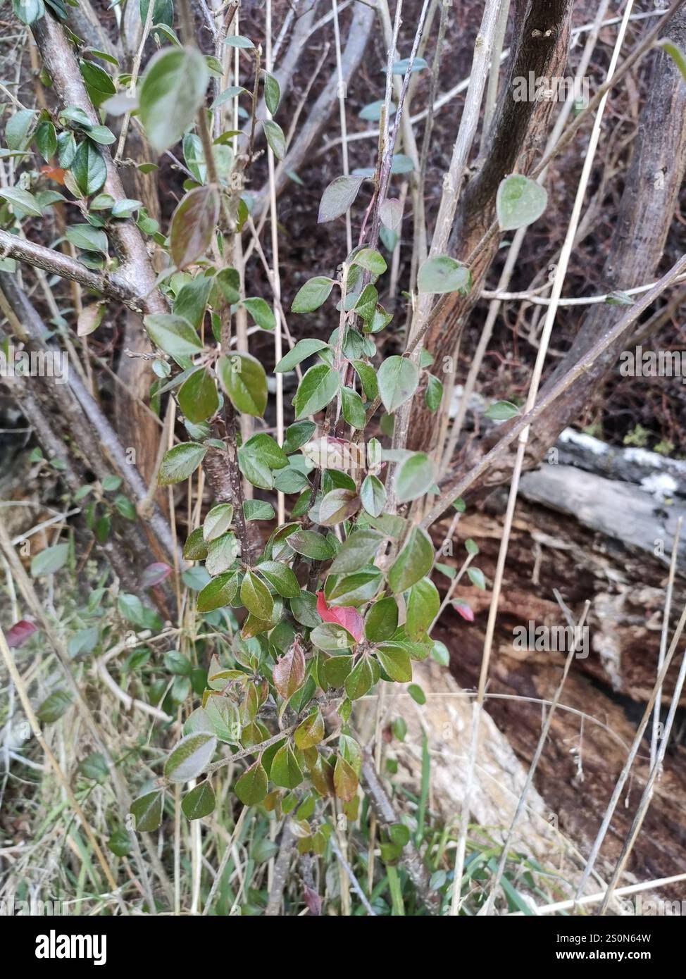 Himalayan cotoneaster (Cotoneaster simonsii Stock Photo - Alamy