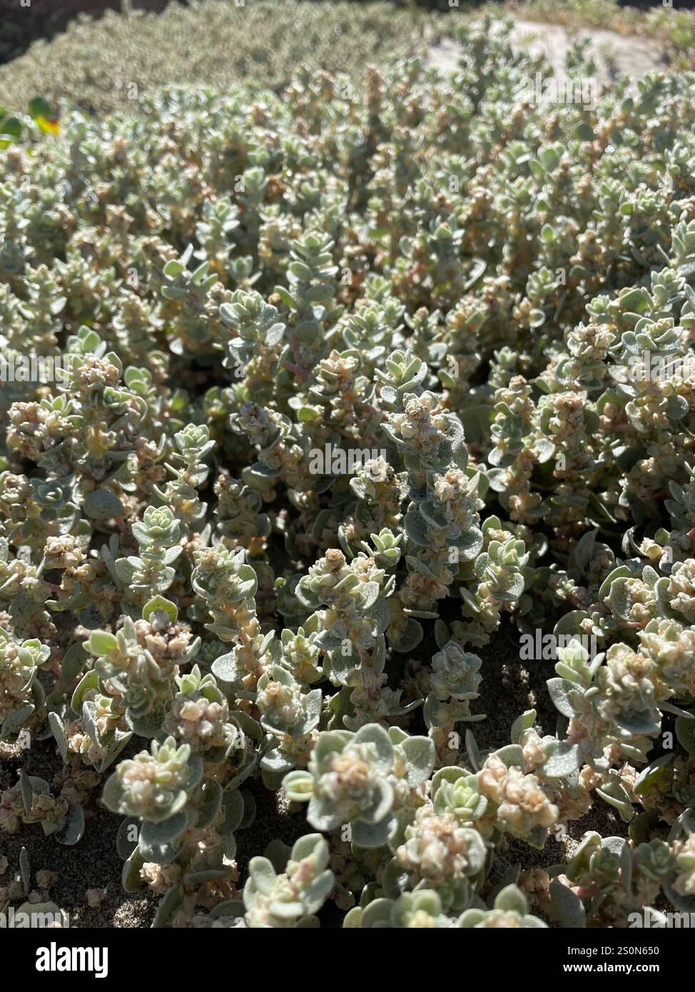 beach saltbush (Atriplex leucophylla Stock Photo - Alamy
