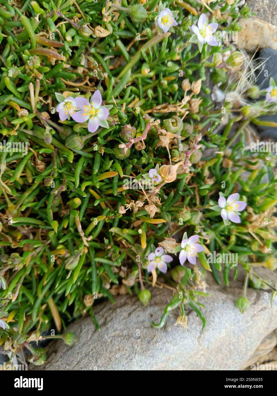 Greater Sea-spurry (Spergularia media Stock Photo - Alamy