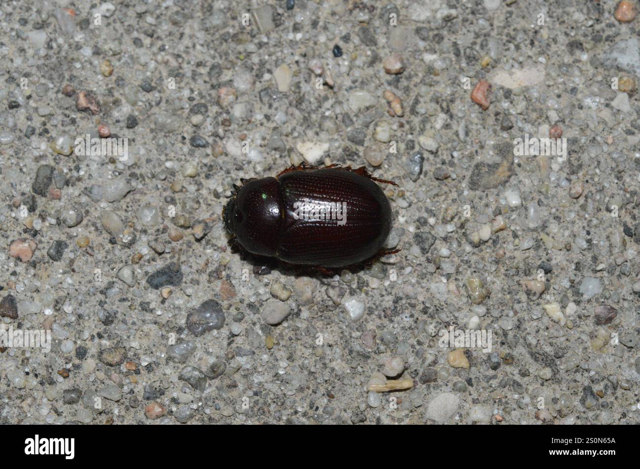 Carrot Beetle (Ligyrus gibbosus Stock Photo - Alamy