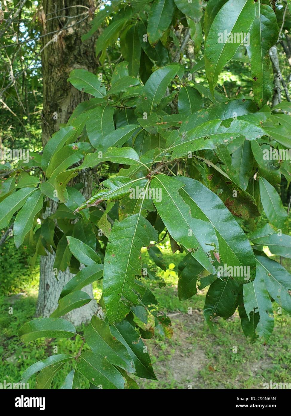 shingle oak (Quercus imbricaria Stock Photo - Alamy