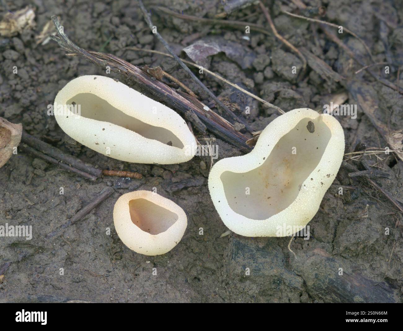 Pezizas, Desert Truffles, and Allies (Pezizaceae Stock Photo - Alamy