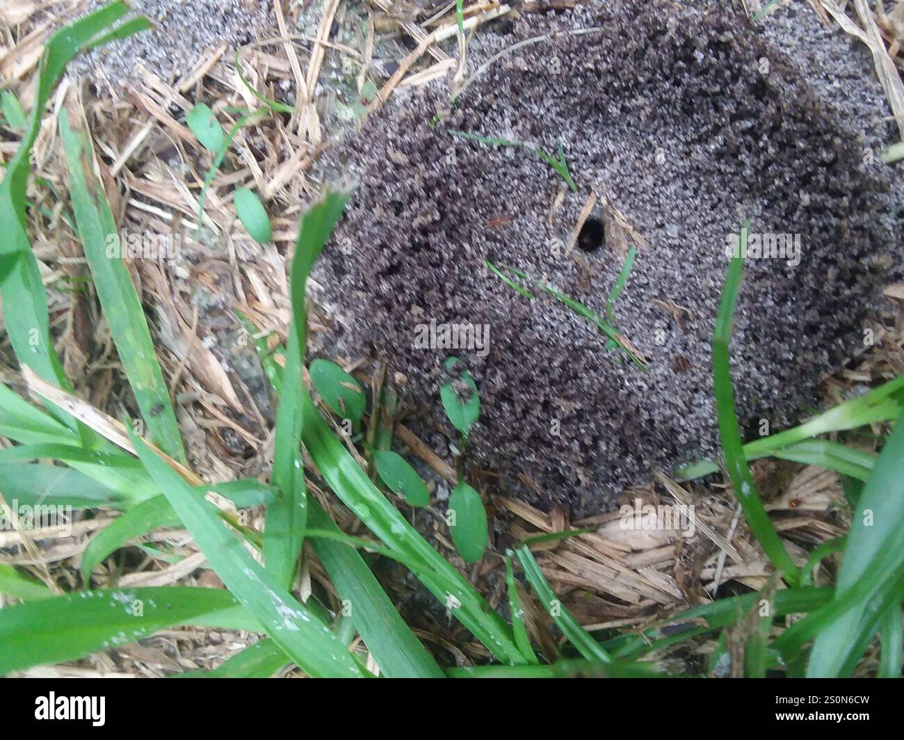 Buren's Pyramid Ant (Dorymyrmex bureni Stock Photo - Alamy