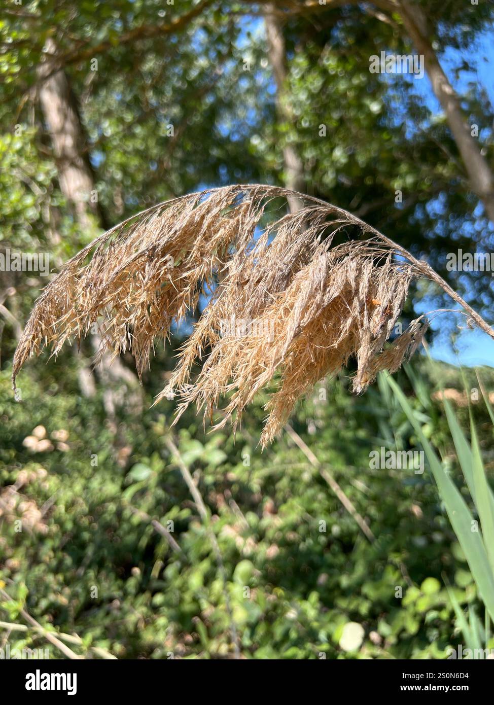 European reed (Phragmites australis australis Stock Photo - Alamy