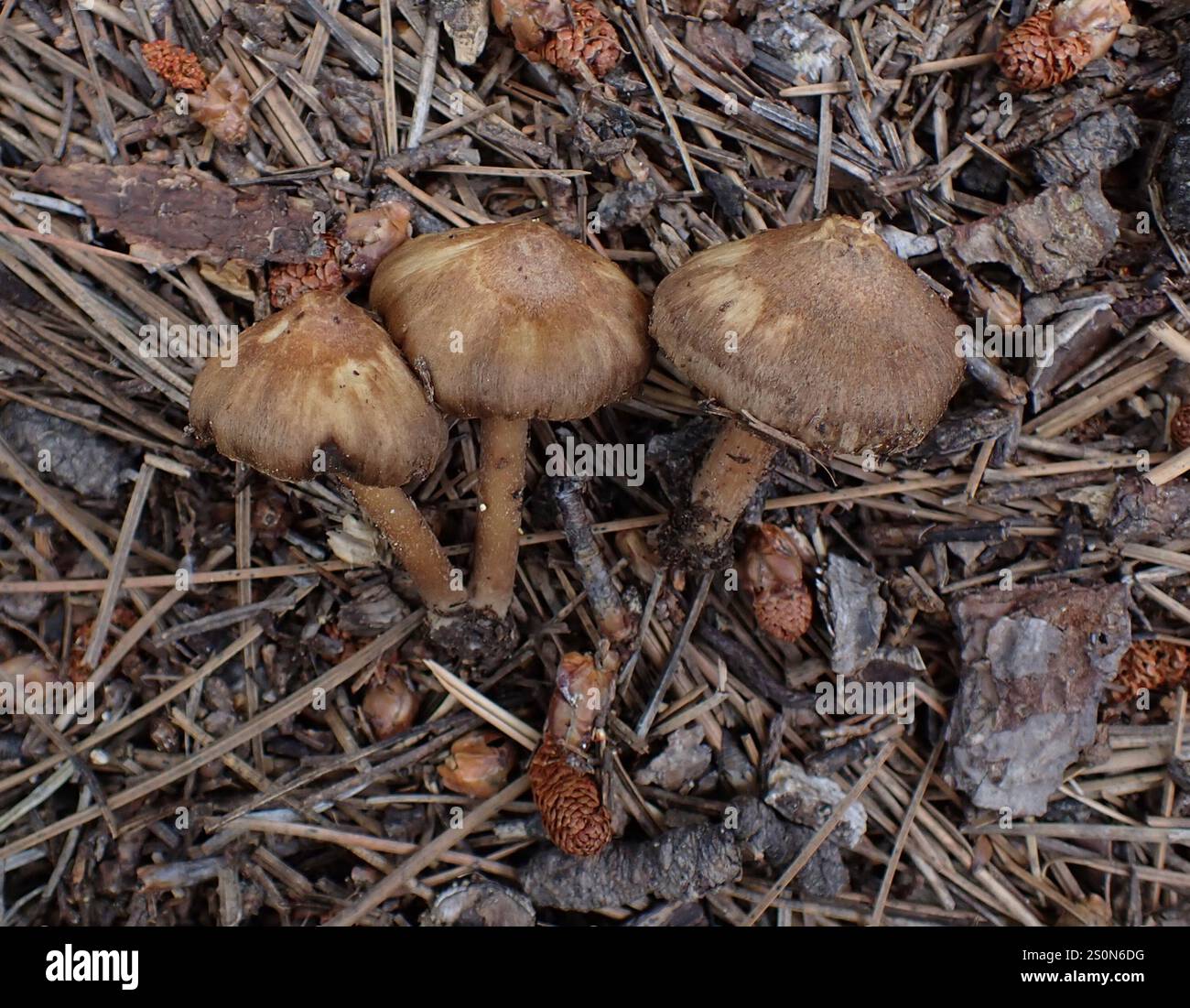 Fiber Caps (Inocybe Stock Photo - Alamy