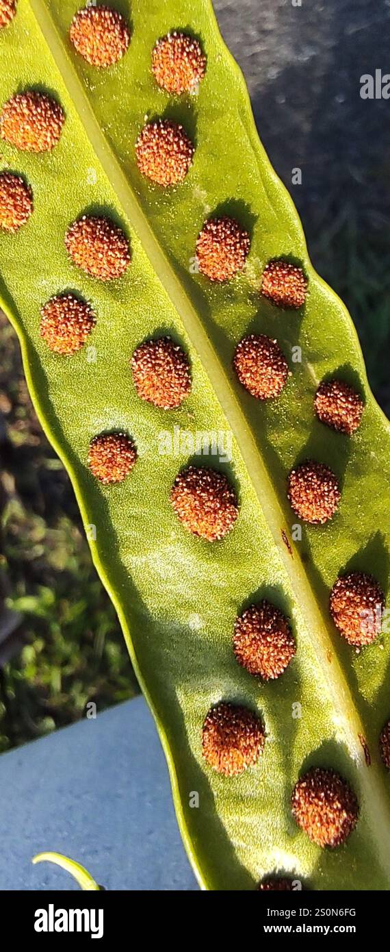 Musk Fern (Microsorum grossum Stock Photo - Alamy