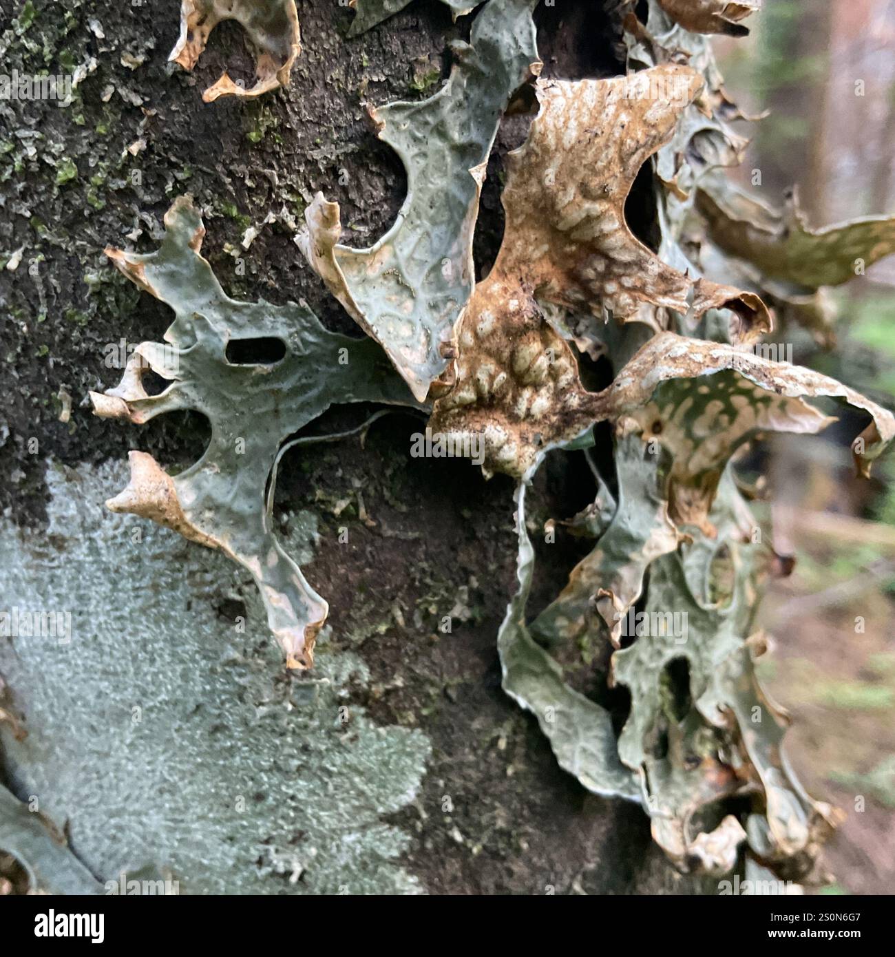 Tree Lungwort (Lobaria pulmonaria Stock Photo - Alamy