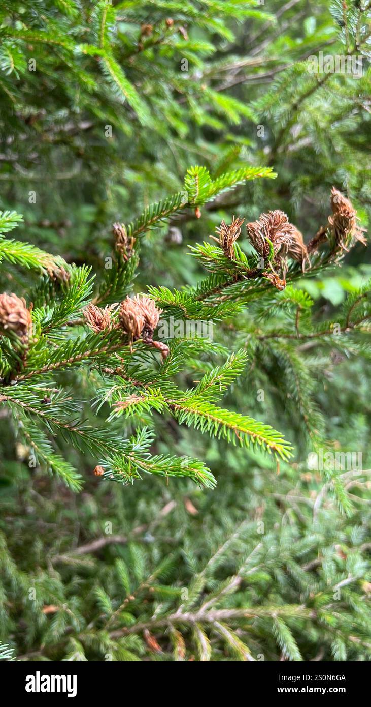 red spruce (Picea rubens Stock Photo - Alamy