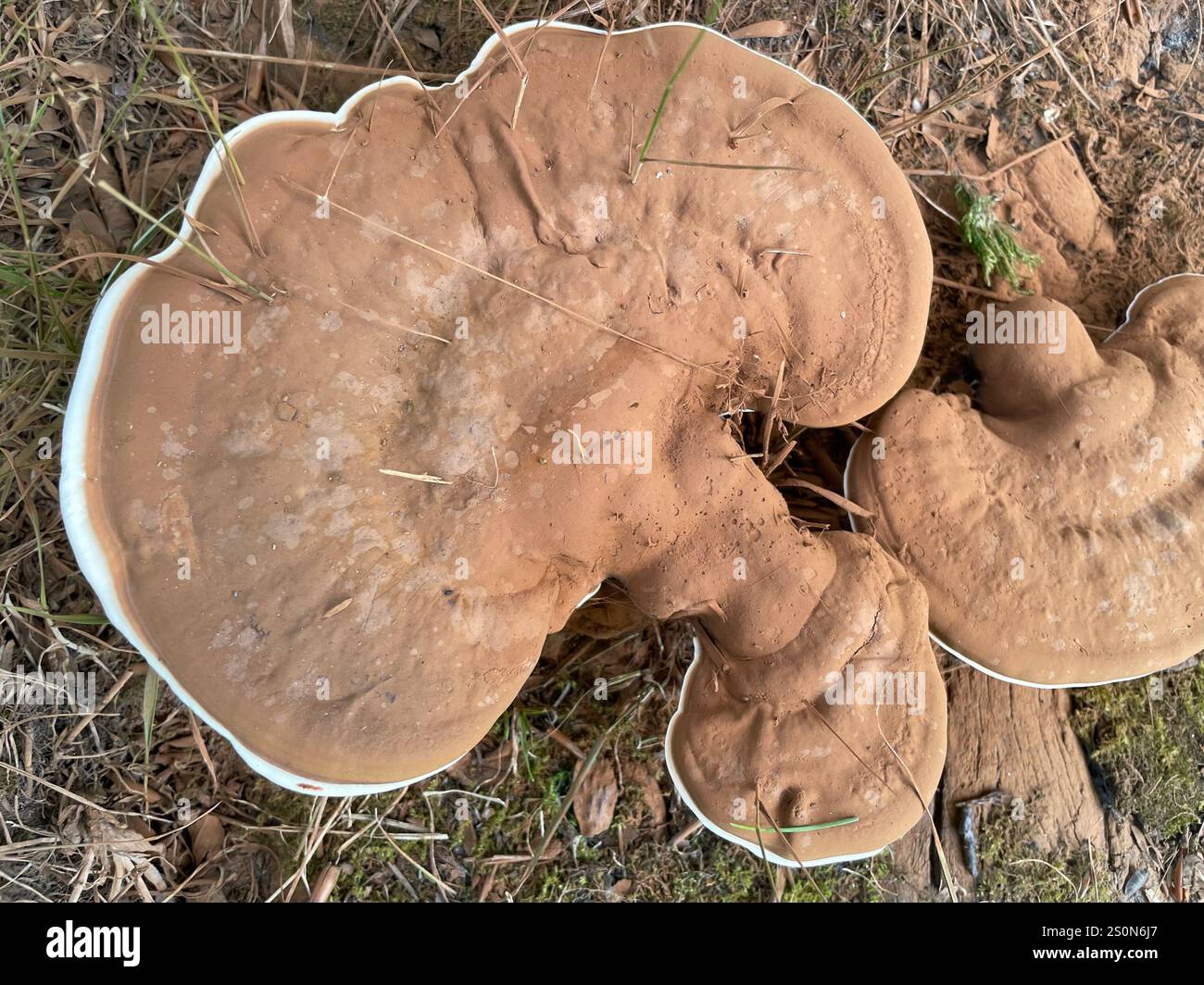 artist's bracket (Ganoderma applanatum Stock Photo - Alamy