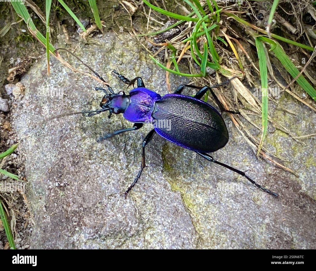 Rough Violet Ground Beetle (Carabus problematicus Stock Photo - Alamy