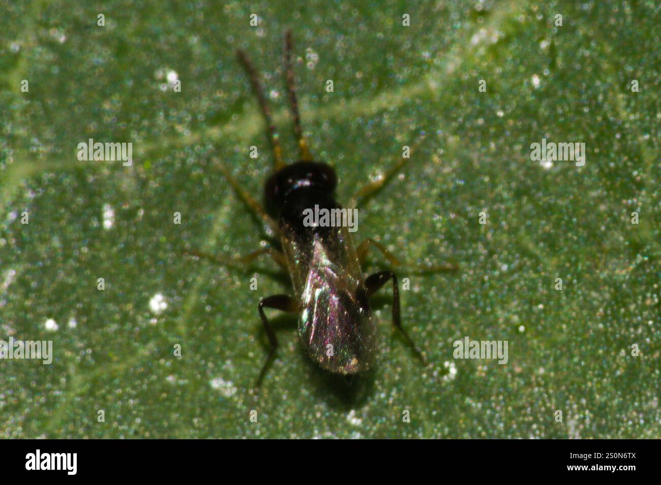 Ants, Bees, Wasps, and Sawflies (Hymenoptera Stock Photo - Alamy