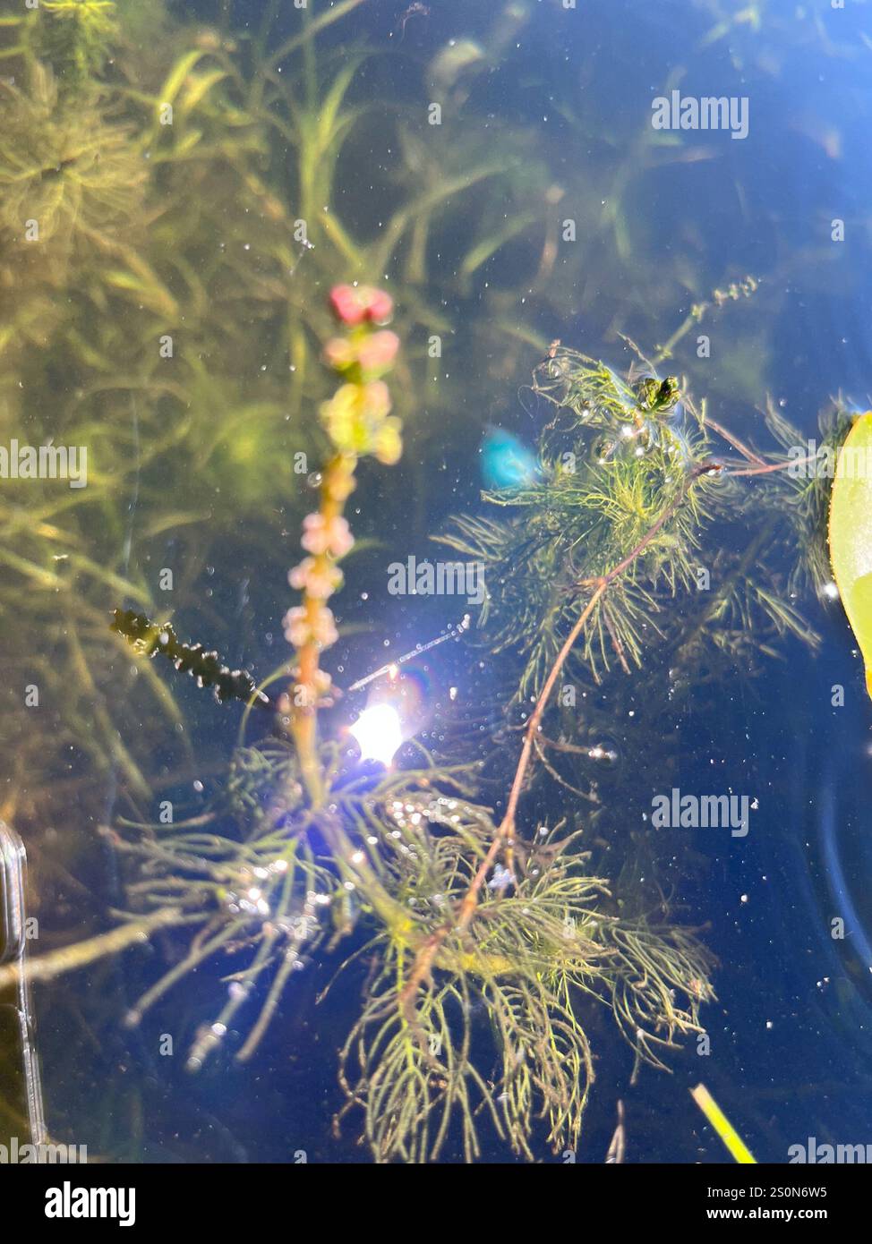 Eurasian water-milfoil (Myriophyllum spicatum Stock Photo - Alamy