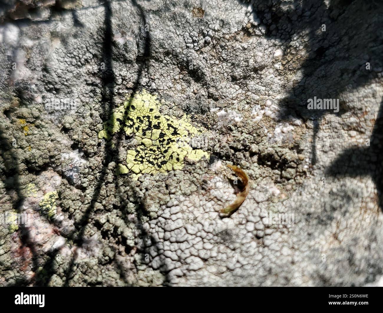 yellow map lichen (Rhizocarpon geographicum Stock Photo - Alamy