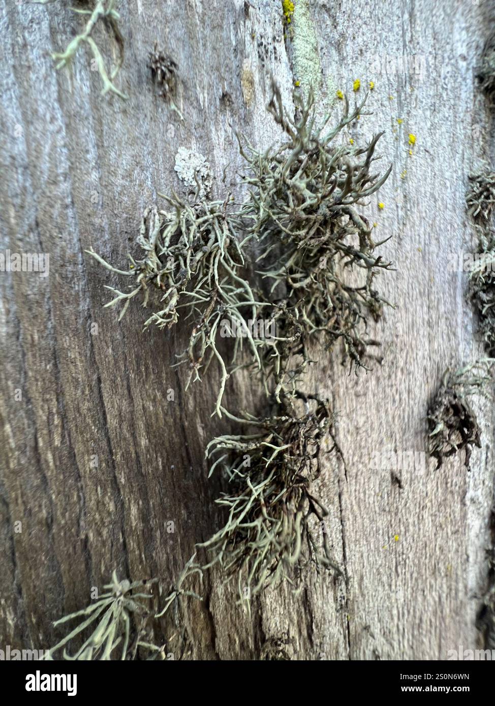 Powdery Sea-Fog Lichen (Niebla cephalota Stock Photo - Alamy