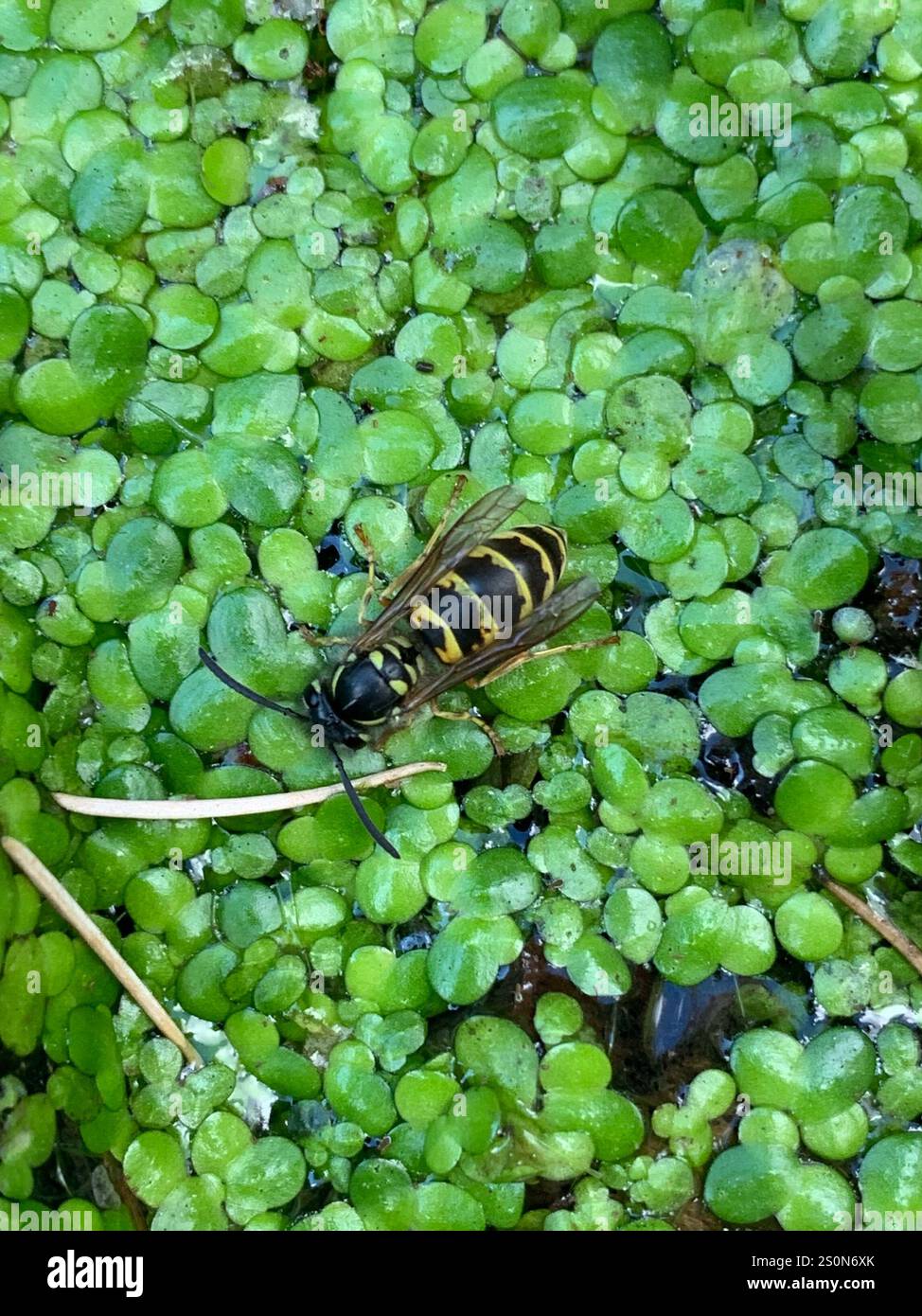 Common European Yellowjacket (Vespula vulgaris Stock Photo - Alamy