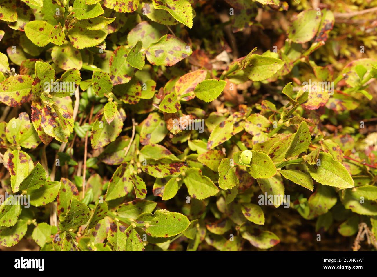 common bilberry (Vaccinium myrtillus Stock Photo - Alamy