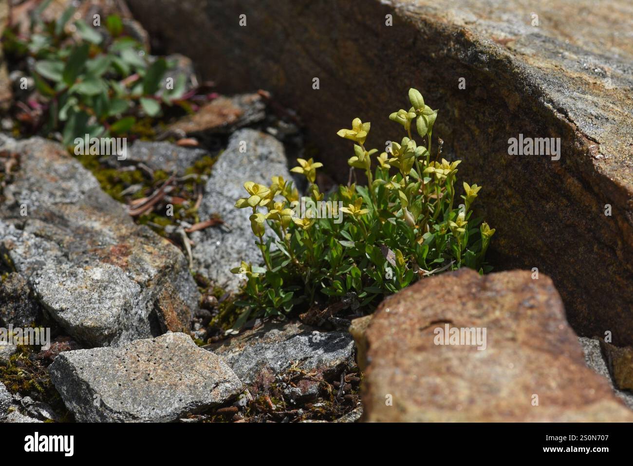 Mustard Flower Rust (Puccinia monoica Stock Photo - Alamy