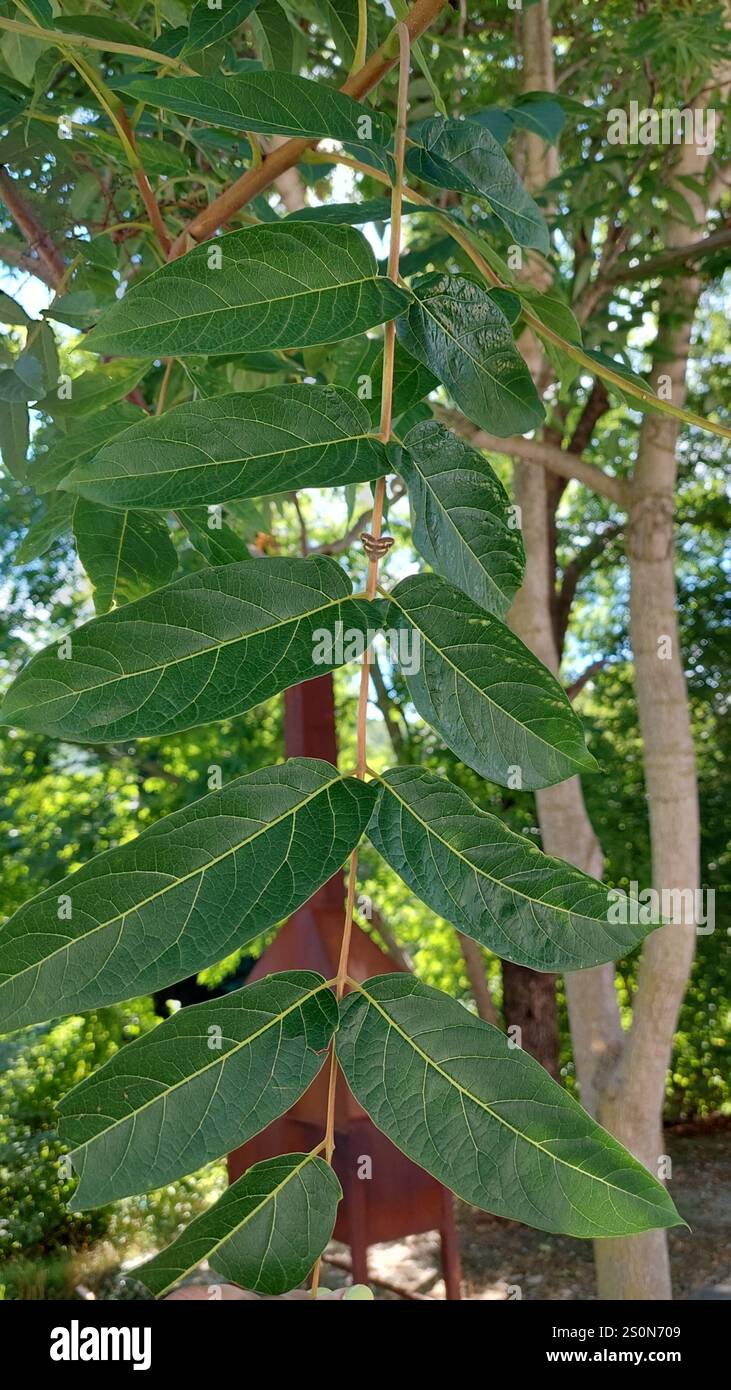 tree-of-heaven (Ailanthus altissima Stock Photo - Alamy