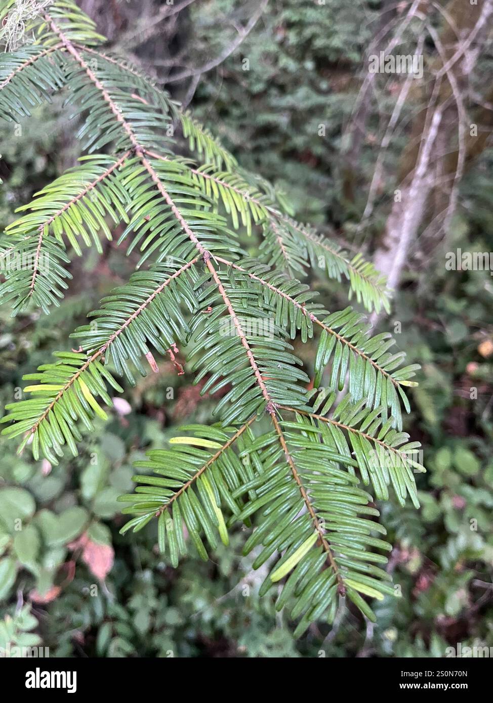 grand fir (Abies grandis Stock Photo - Alamy