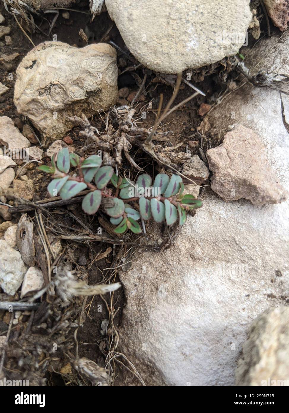 Sawtooth Sandmat (Euphorbia serrula Stock Photo - Alamy