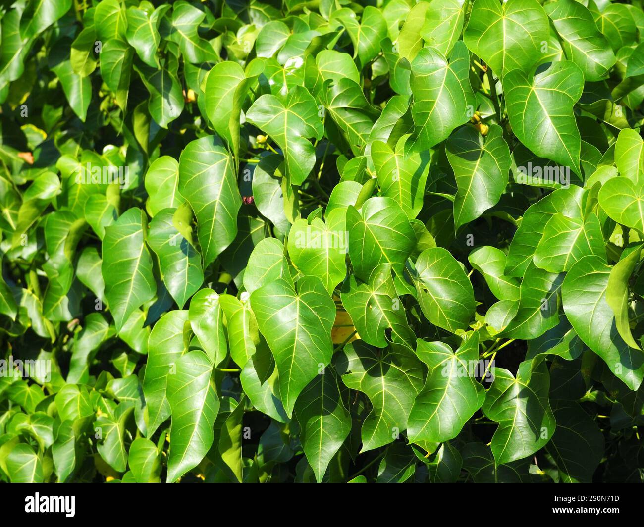 Portia tree (Thespesia populnea Stock Photo - Alamy