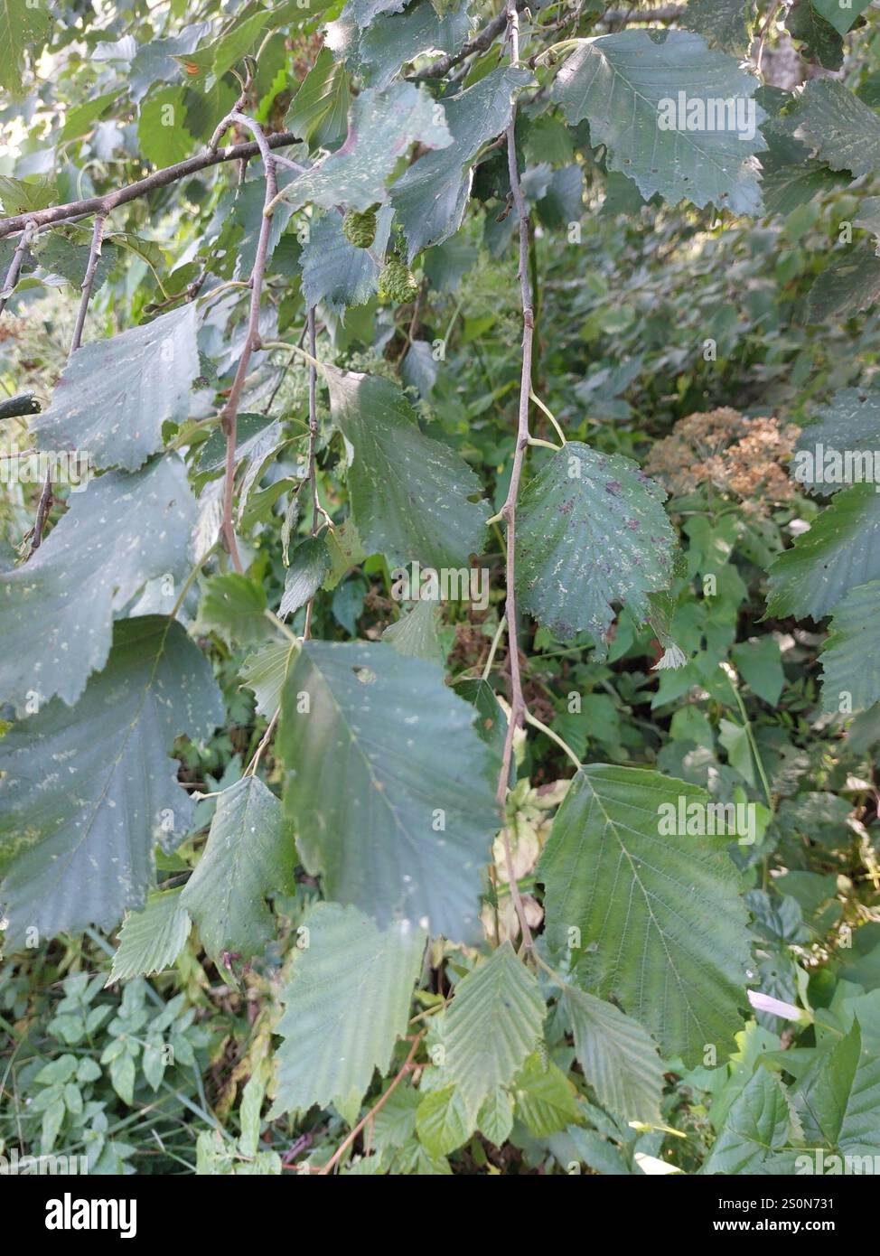 grey alder (Alnus incana Stock Photo - Alamy