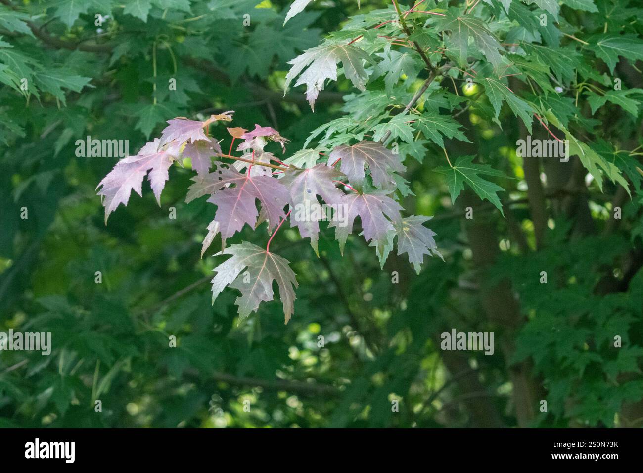 silver maple (Acer saccharinum Stock Photo - Alamy