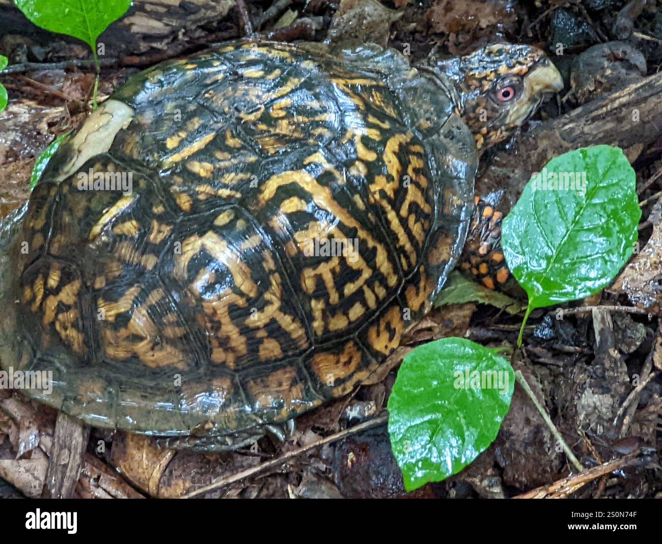 Eastern Box Turtle (Terrapene carolina carolina Stock Photo - Alamy