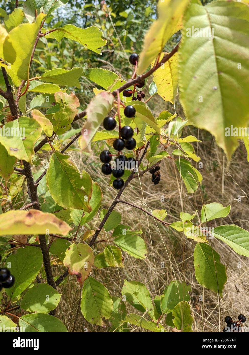 chokecherry (Prunus virginiana Stock Photo - Alamy