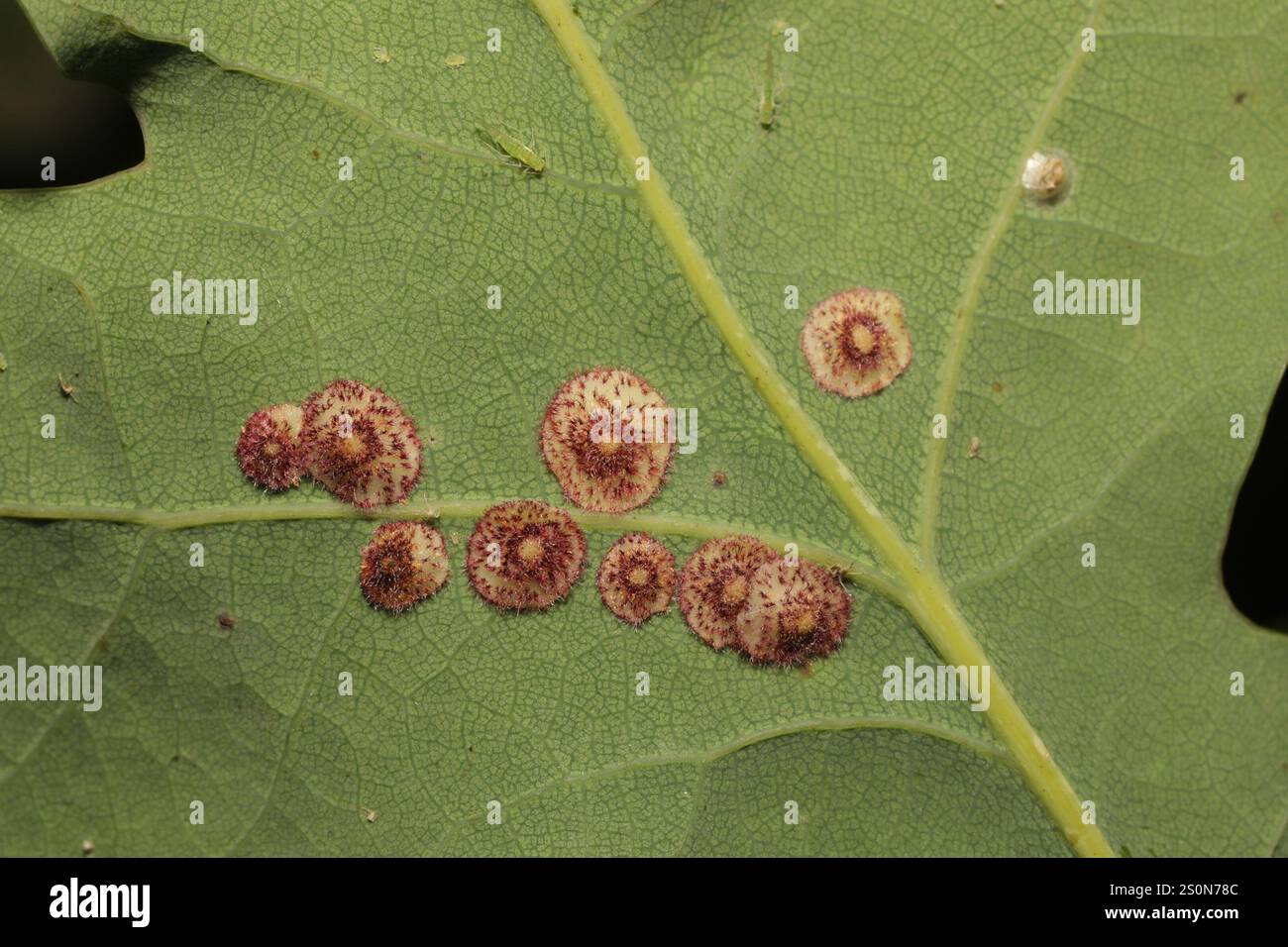 Common Spangle Gall Wasp (Neuroterus quercusbaccarum Stock Photo - Alamy