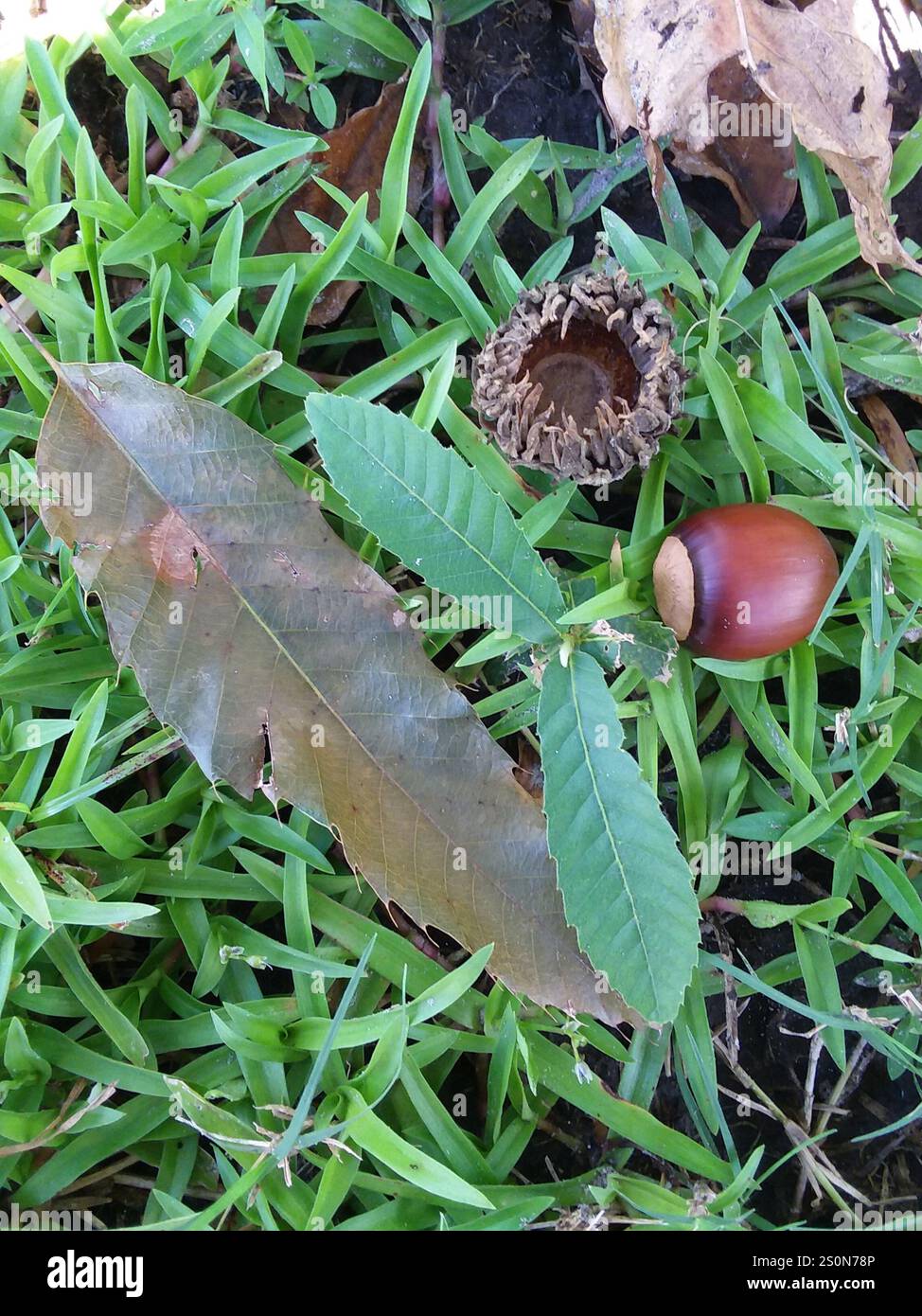 Sawtooth oak (Quercus acutissima Stock Photo - Alamy