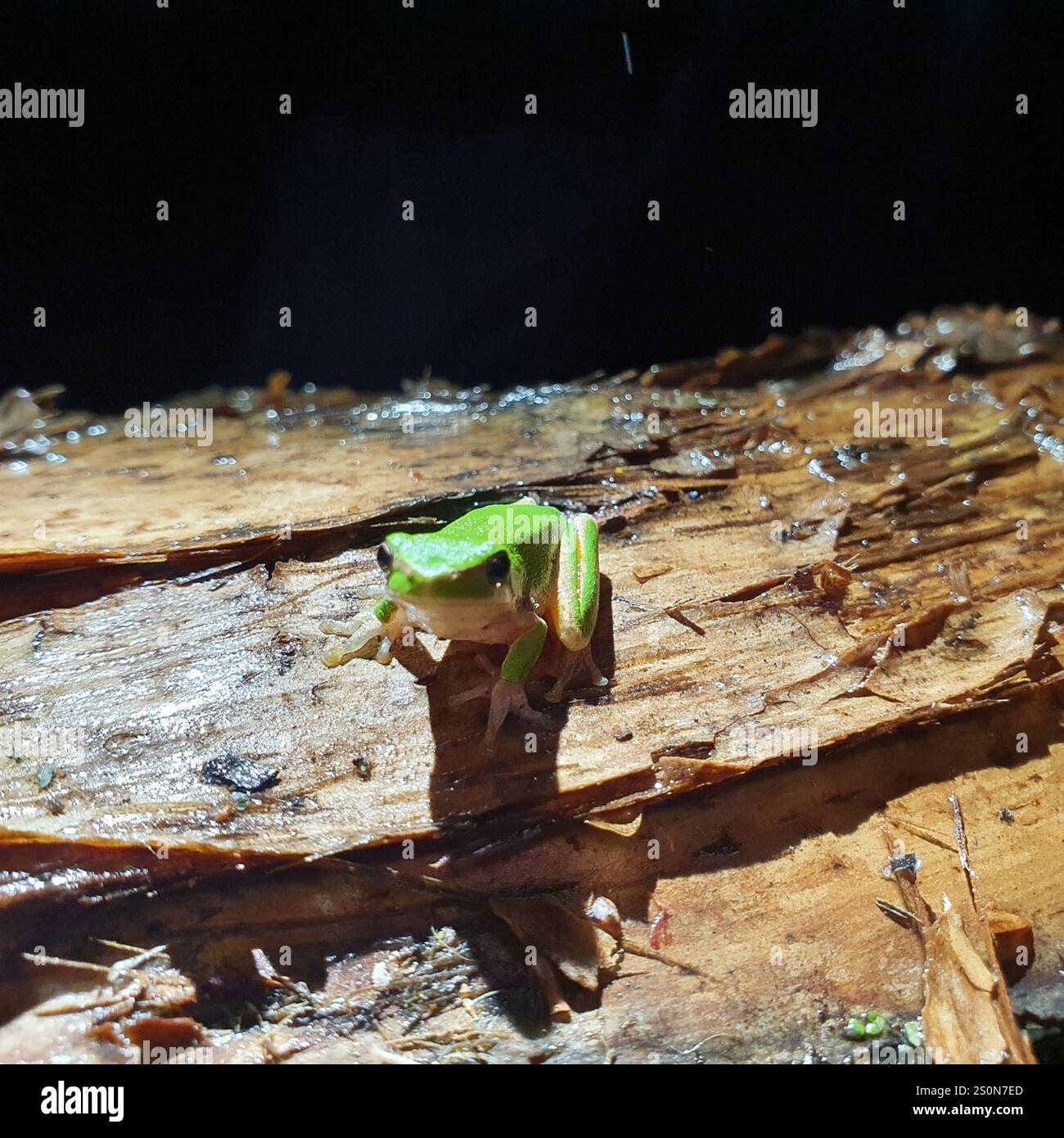 Eastern Dwarf Tree Frog (Litoria fallax Stock Photo - Alamy
