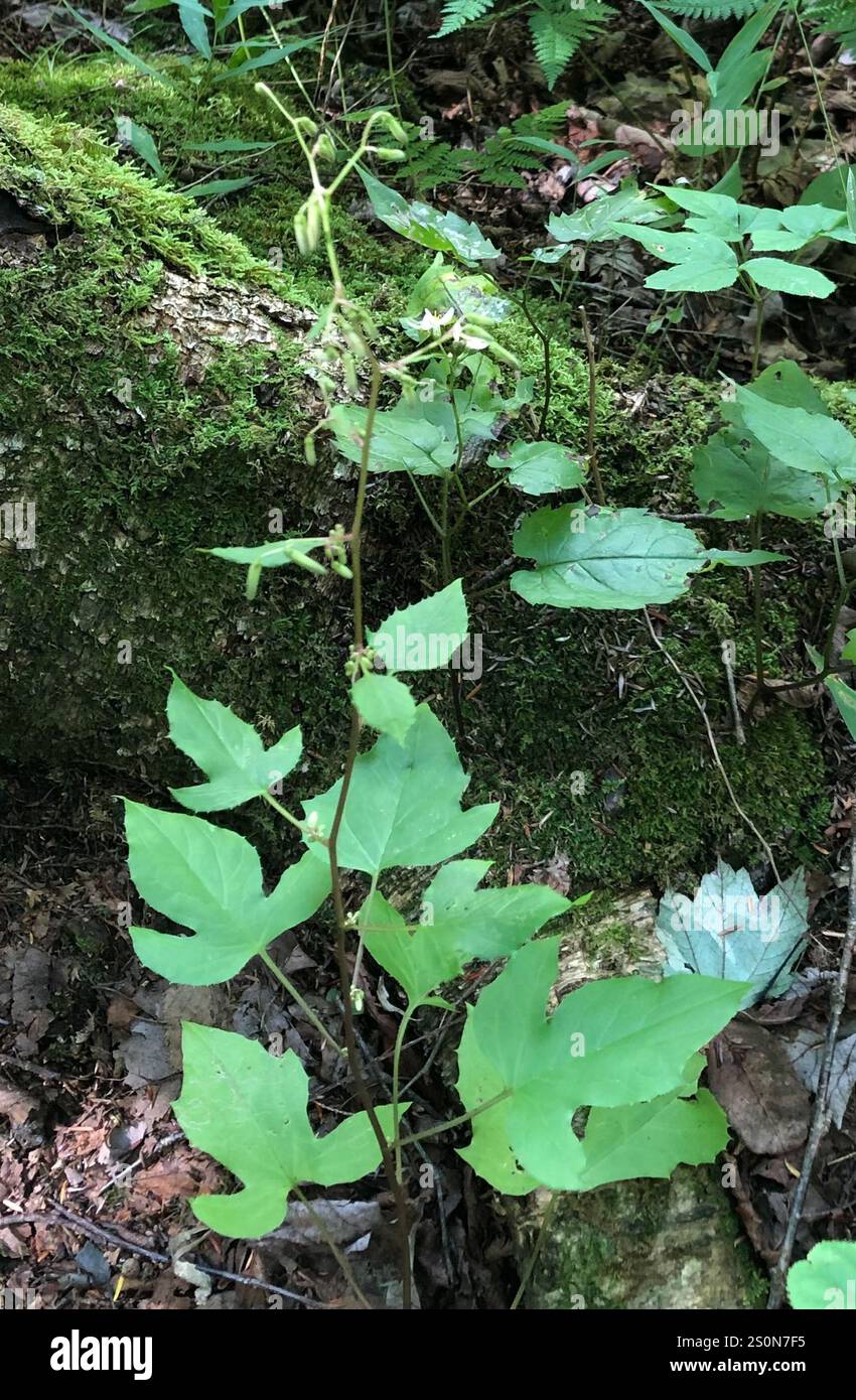 tall rattlesnake root (Nabalus altissimus Stock Photo - Alamy