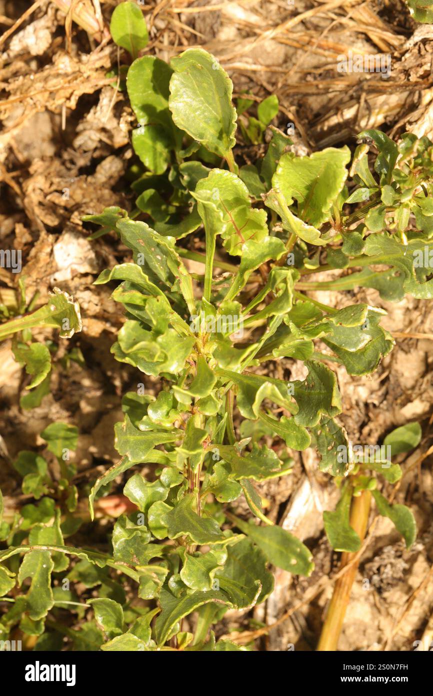 sea beet (Beta vulgaris maritima Stock Photo - Alamy