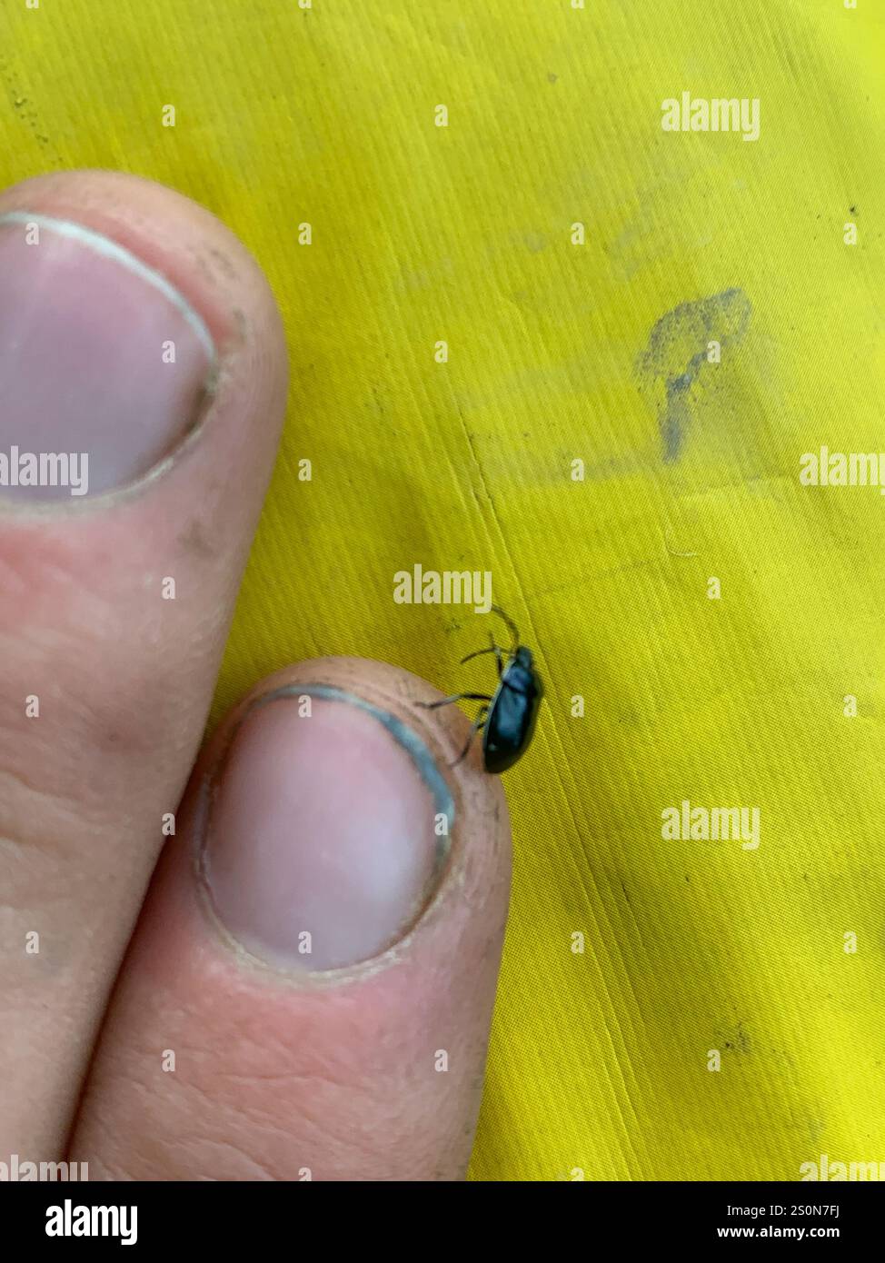 (Sehirus cinctus albonotatus Stock Photo - Alamy